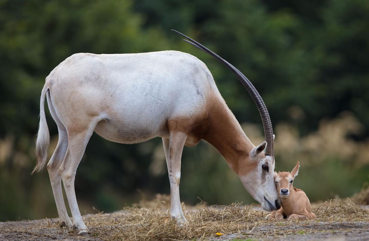 Dublin Zoo announces the birth of a scimitar-horned oryx, and...