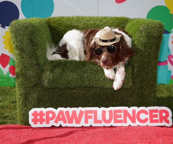 Ireland’s favourite dog festival 'Pups In The Park' returns to...