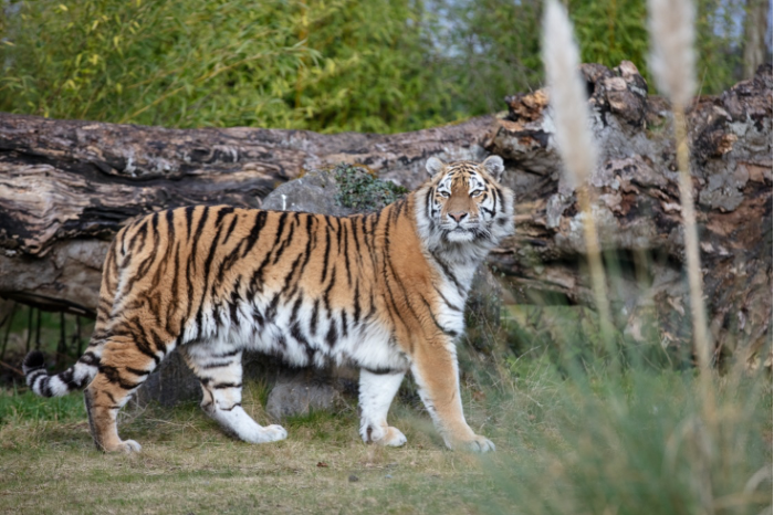 Emerald Park is celebrating World Tiger Day this Saturday with...