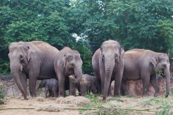 It's World Elephant Weekend at Dublin Zoo this weekend - a great...