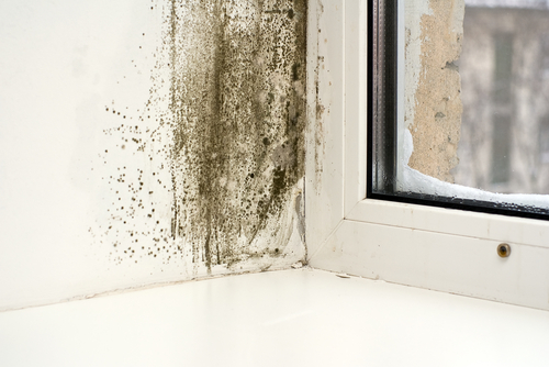How to spot damp in your home before it gets out of control