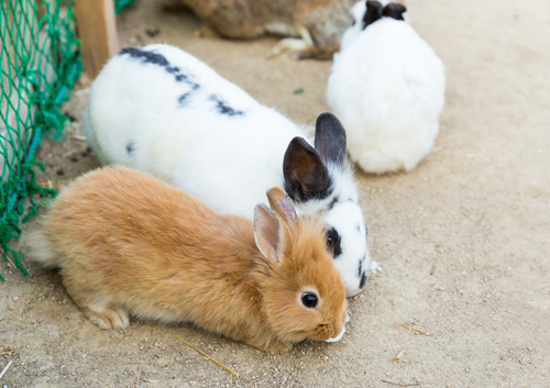 What you need to know about caring for your rabbit