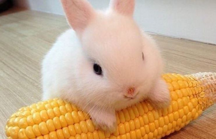 Move over Kim! The 8 CUTEST celebrity pets on Instagram