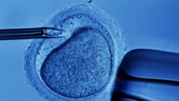 Study gives the green light to ‘three-person IVF’