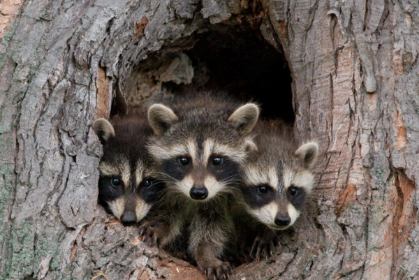 Family of raccoons rescue their cub by using some crafty tactics