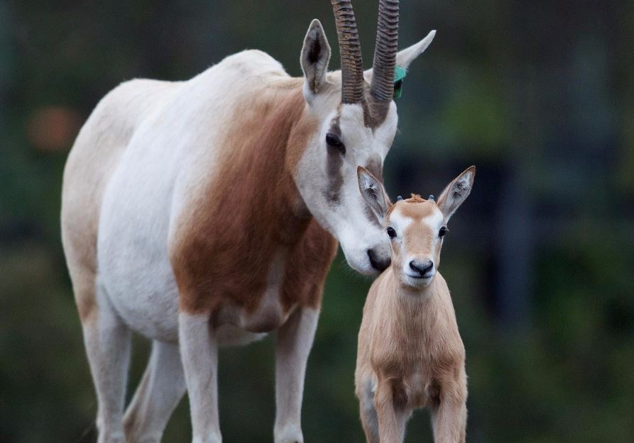Extinct in the wild... Dublin Zoo's latest arrival is simply...